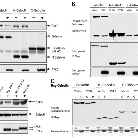 Inhibition Of Gelsolin Actin Binding By Pyk2 Hek 293 Cells Expressing