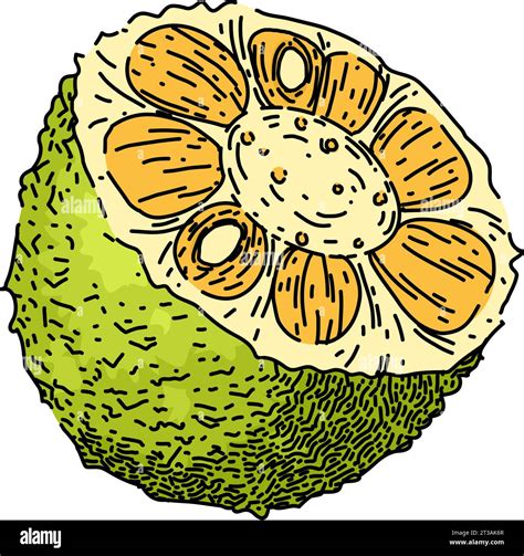 Jackfruit Drawing Outline