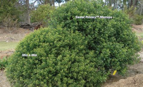 Sweet Privacy™ Murraya Paniculata Mock Orange The Plant Cellar