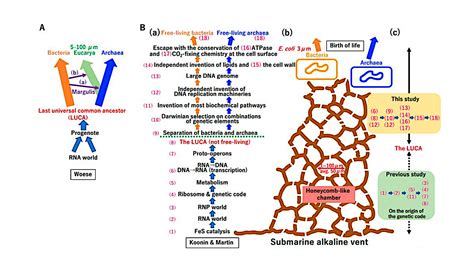 The Possible Crystallization Process In The Origin Of Bacteria Archaea Viruses And Mobile