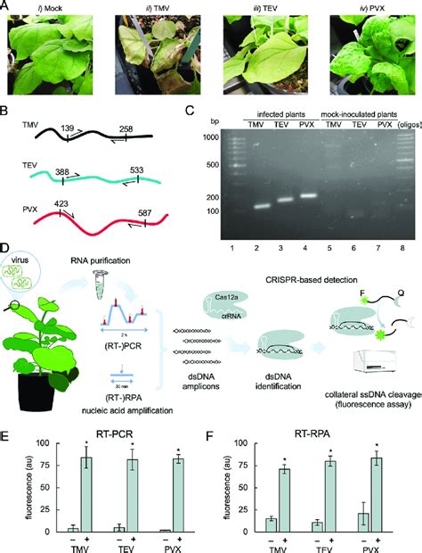 Methods Of Virus Detection At John Rosado Blog