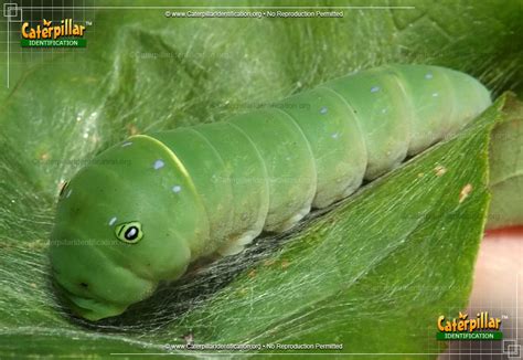 Swallowtail Butterfly Caterpillar