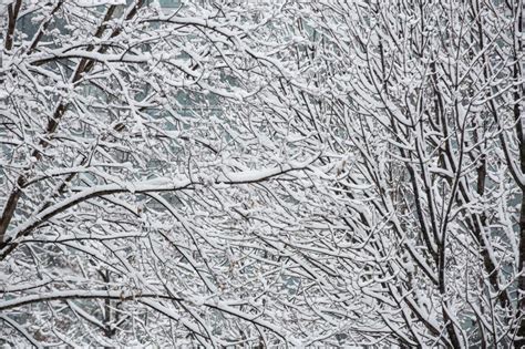 10 Years Of The Nagoya Protocol Successes Challenges And Looking Forward Iisd Earth