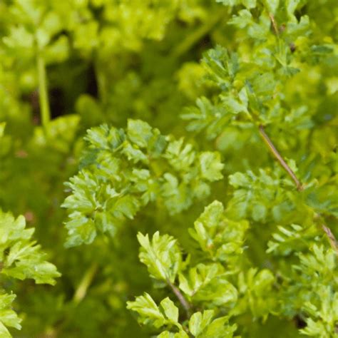 Chervil Food Jd Aficionado