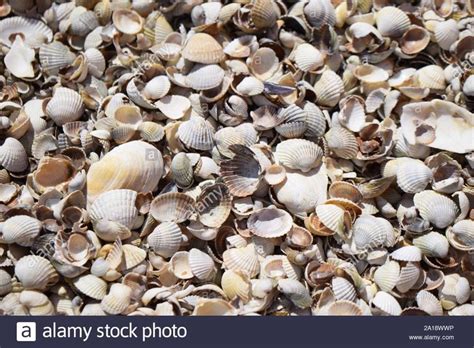 Sea Shells Composition On The Beach