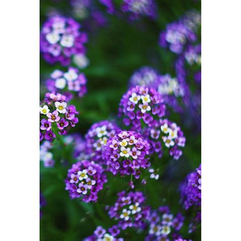 Alyssum Seeds