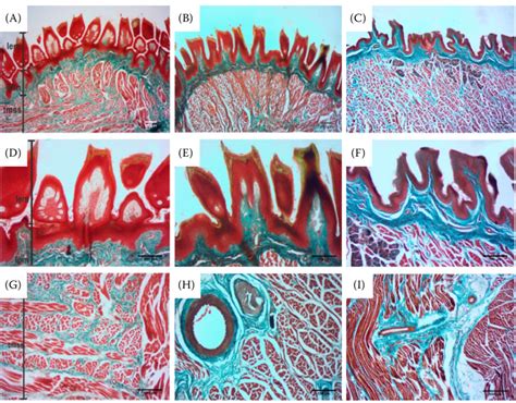 Photomicrograph Of Asian Small Clawed Otters Tongue With Massons