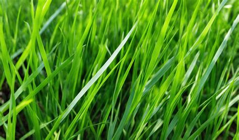 Best Grass Seed For Lawn With Dogs Uk At Isla Lascelles Blog