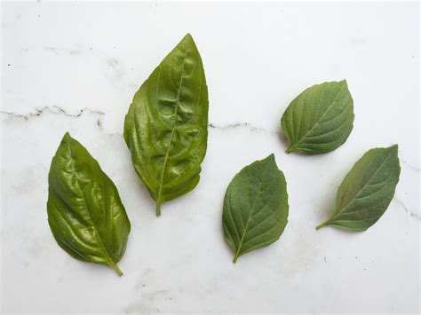 50 Types Of Basil Different Types Of Basil And How To Use