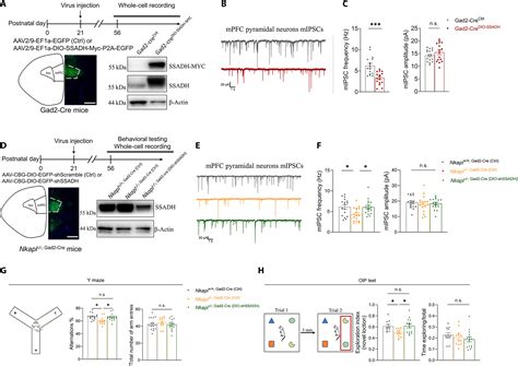 Nkapl Deletion Drives Cognitive Deficits Through Mpfc Interneuron