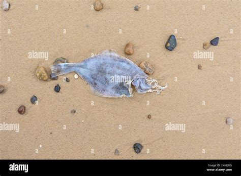 A Dead Half Eaten Flat Fish On A Sandy Beach From Above Detailed Stock