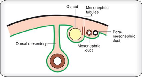 Nephrogenic Cord