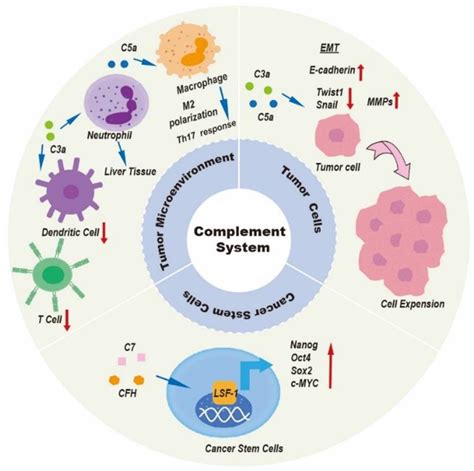 Complement System Overview