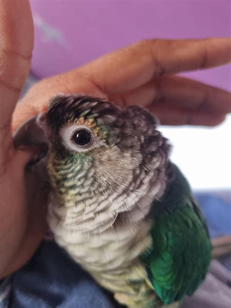 This Is Yoshi She Squawks Until I Look At Her Shes So Loud Im Goin On A Three Day Trip She