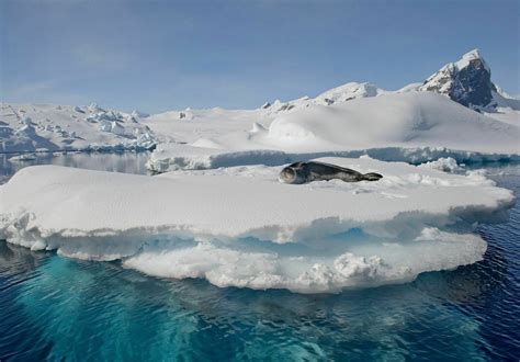 Leopard Seals Antarctic And Southern Ocean Coalition