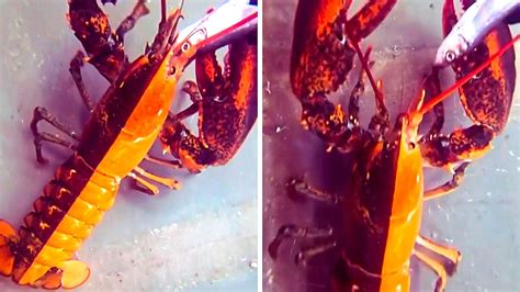 Rare Split Color Lobster Found Off Cape Cod