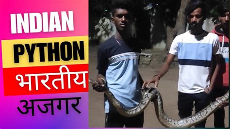 Indian Python भारतीय अजगर How To Protect Ourselves From Python