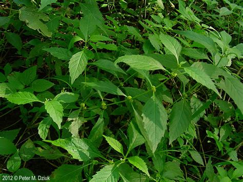 Lycopus Virginicus Virginia Bugleweed Minnesota Wildflowers