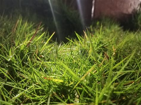 Grassy Ground Stock Image Image Of Butiful Ground 195594791