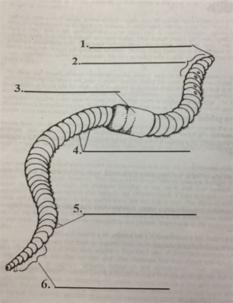 External Earthworm Labeling Diagram Quizlet