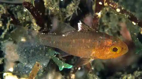 Frostfin Cardinal Cardinals Saltwater Fish