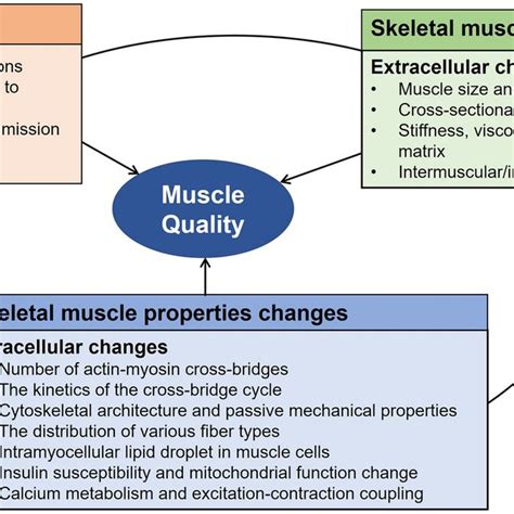 Potential Factors Contributing To The Decline In Muscle Quality With Age Download Scientific