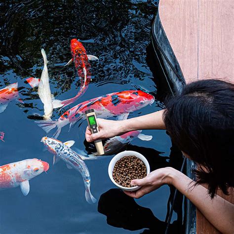 Koi Wish List Discount Koi