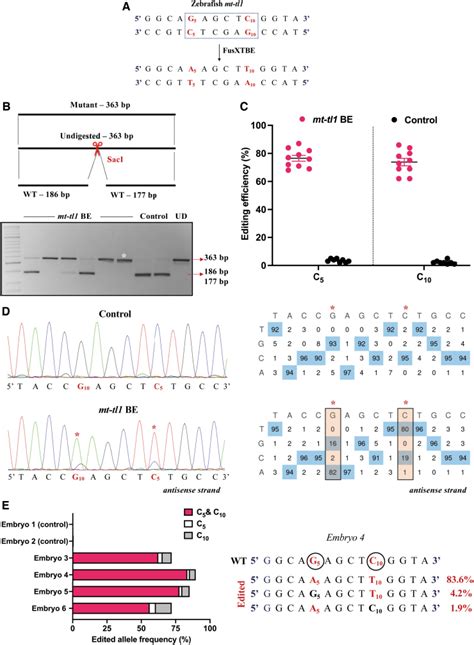 The Fusx Tale Base Editor Fusxtbe For Rapid Mitochondrial Dna