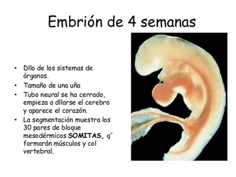 Desarrollo Embrionario Timeline Timetoast Timelines