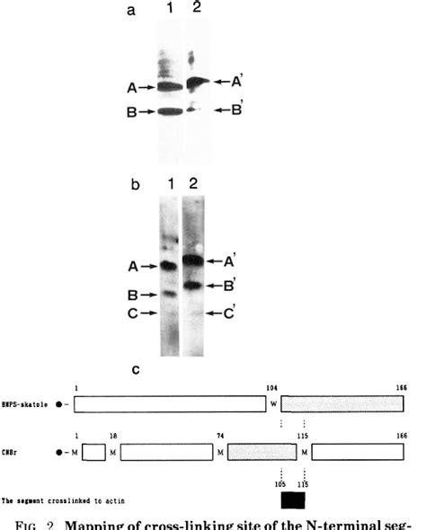 Figure 2 From Inhibition Of Actin Polymerization By A Synthetic