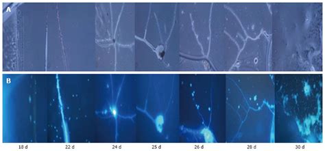 Morphogenesis Of Human Embryonic Stem Cells Into Mature Neurons Under