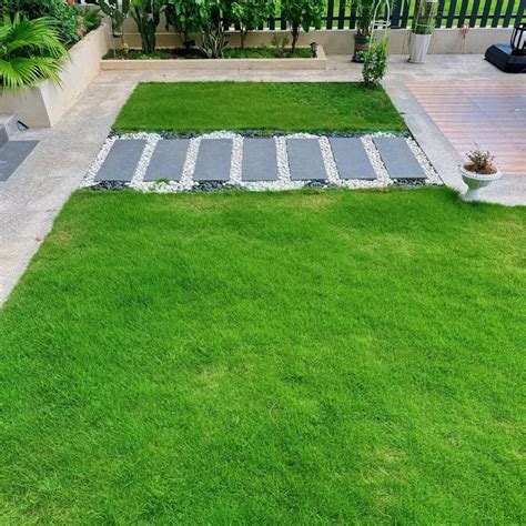 Four Seasons Evergreen Dwarf Grass Seeds Richjeen