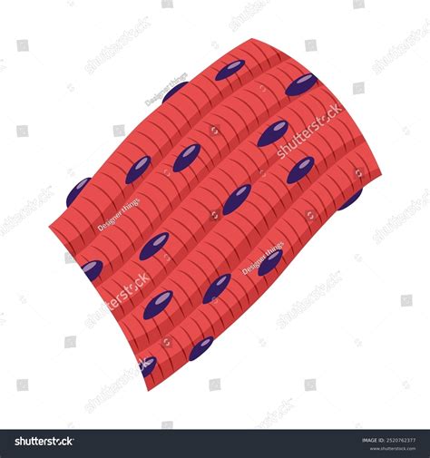 Skeletal Muscle Tissue Specific Function Medical Stock Vector Royalty