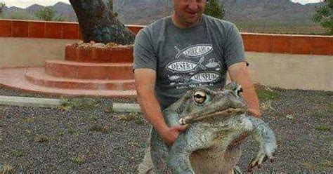The Biggest Frog In The World Weighs 57 Pounds Album On Imgur