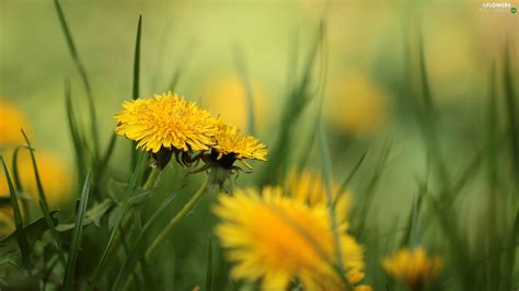 Yellow Dandelion Wallpapers Top Free Yellow Dandelion Backgrounds