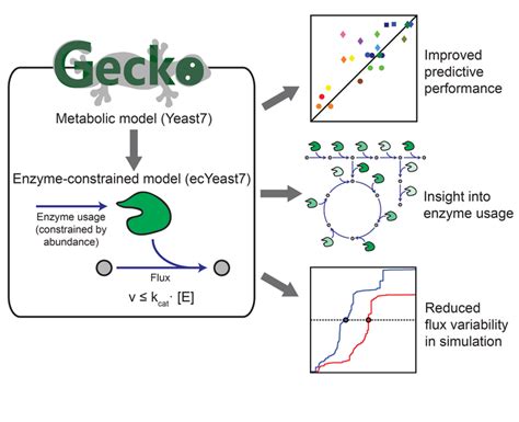 Improving The Phenotype Predictions Of A Yeast Genome Scale Metabolic Model By Incorporating