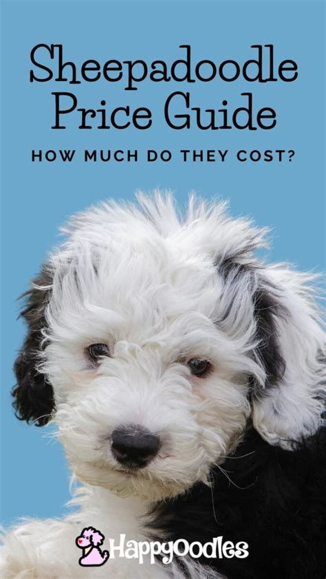 Sheepadoodle Price Guide How Much Do They Cost In 2024 Happy Oodles