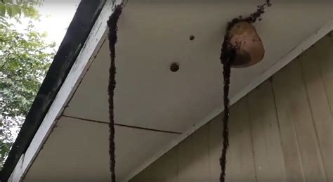 Army Ants Building A Huge Bridge To Loot Wasps Hive Namibia