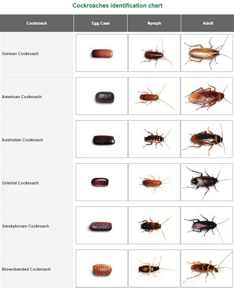 Cockroach Procedure Course Rockypest