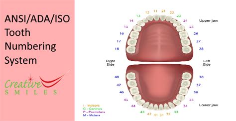 What Is Dental Notation Ansiadaiso Tooth Numbering System