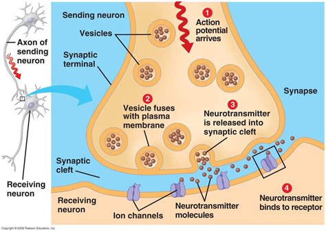Ap Psychology On Twitter Synapse Space Between The Axon Terminal Of