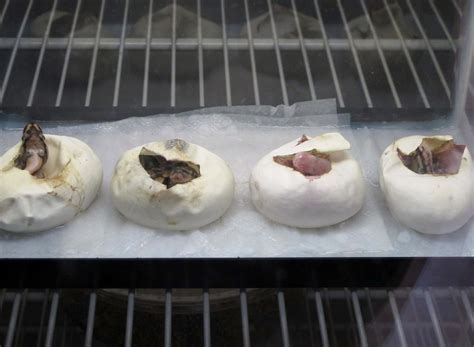 Ball Pythons Hatching Spider Special To A Mojave Twin Cities Reptiles