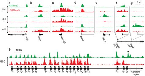 Genome Wide Maps Of Chromatin State In Pluripotent And Lineage