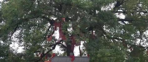 隐藏在阿城、王蒙、王朔、王安忆、陈丹青心中的 山大王”——《棋王》 知乎