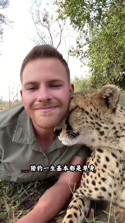 猎豹打得过人类吗？遇到猎豹怎么办？ 猎豹 猎豹幼崽 动物解说 Youtube