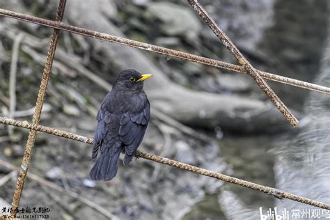 常州鸟类之乌鸫 哔哩哔哩