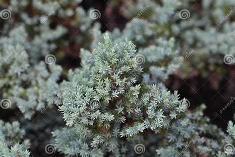 Flaky Juniper Stock Image Image Of Shrub Juniper Botany 125231909