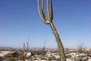 Boojum Tree Description And Facts Britannica