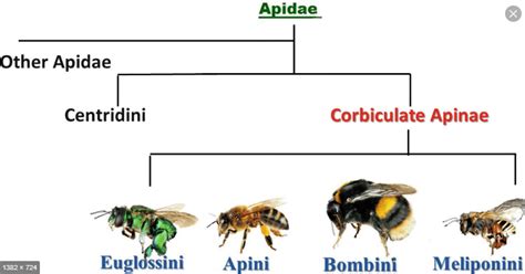 Introduction To Stingless Bee Honey Keeping And The Future Prospects Mytradebee