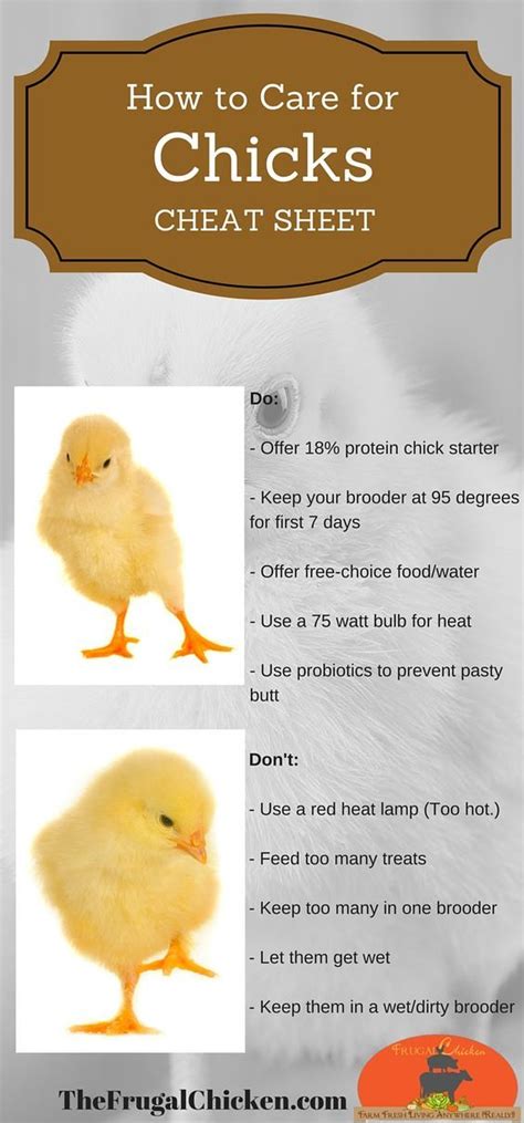 Pampered Chicken Mama Raising Backyard Chickens And Eggs Chick Care